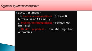 Digestion and absorption of proteins | PPTX