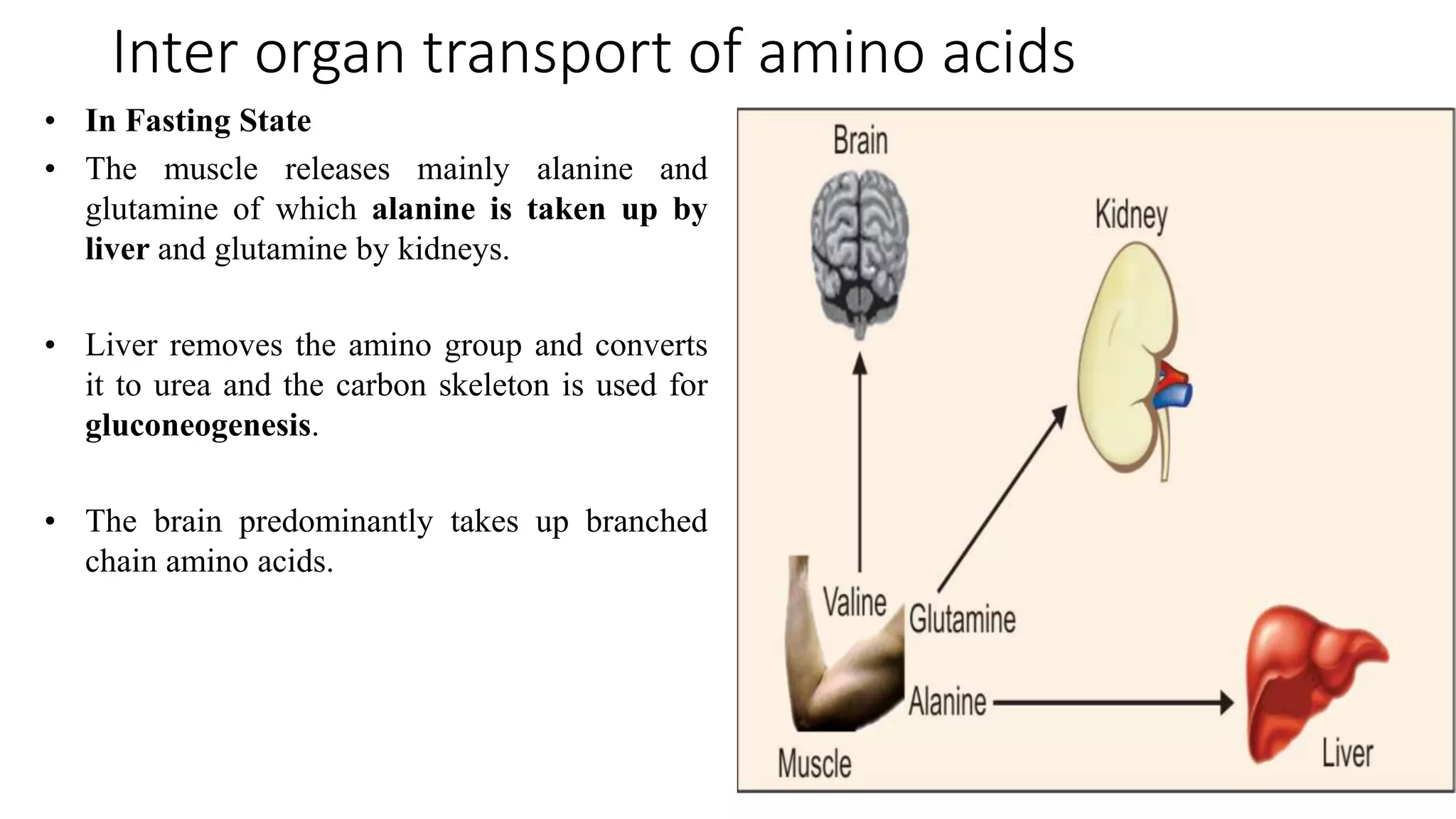 digestion and absorption of proteins.pptx