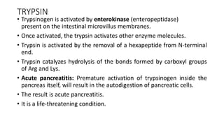 digestion and absorption of proteins.pptx