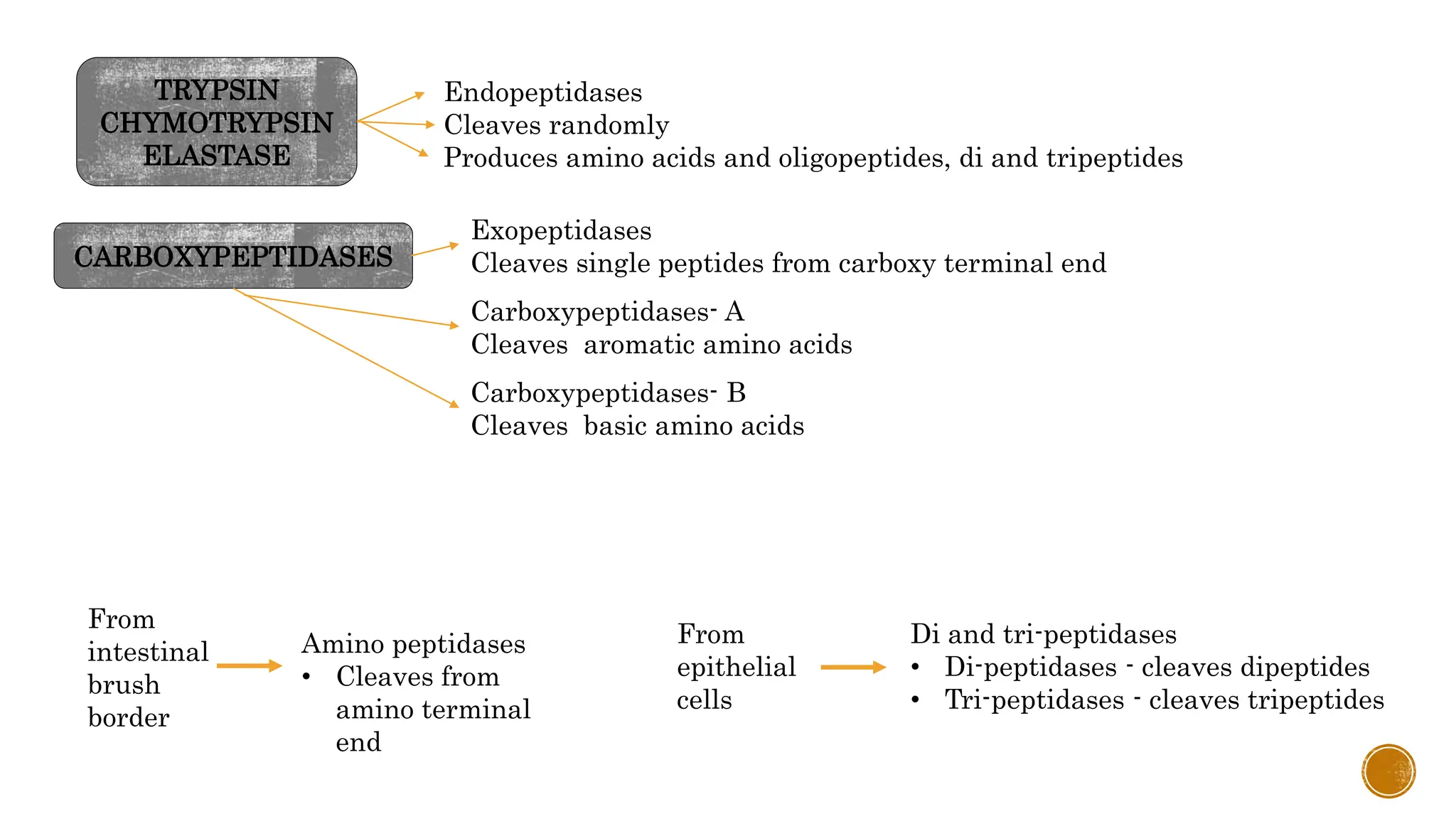 digestion and absorption of proteins.pptx