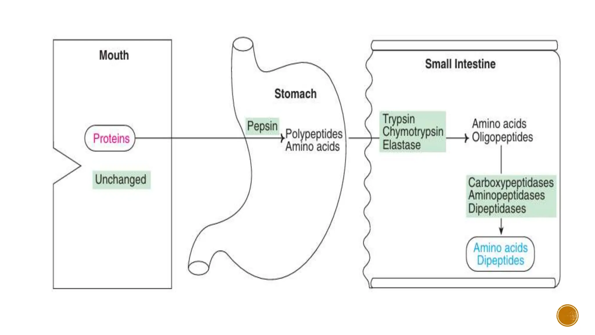 digestion and absorption of proteins.pptx