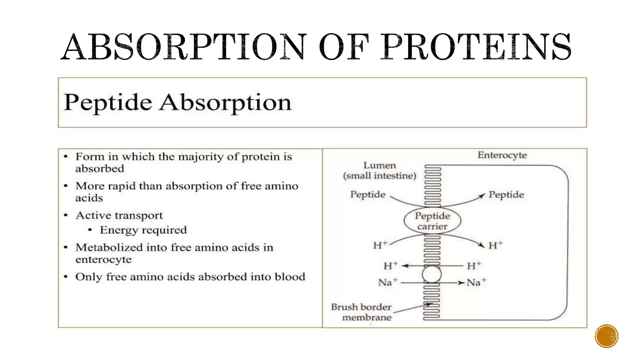 digestion and absorption of proteins.pptx