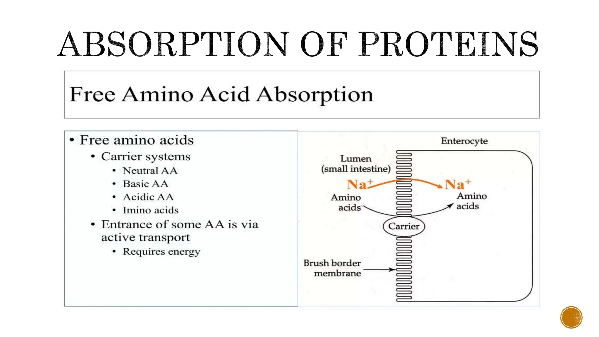 digestion and absorption of proteins.pptx