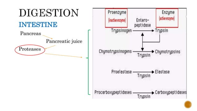digestion and absorption of proteins.pptx