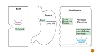 digestion and absorption of proteins.pptx