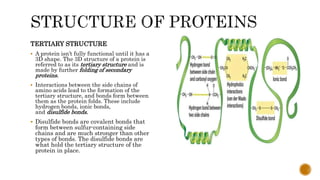 digestion and absorption of proteins.pptx