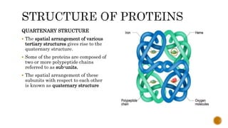 digestion and absorption of proteins.pptx