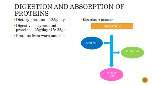 digestion and absorption of proteins.pptx