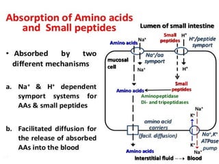 digestion and absorption of proteins and fat | PPTX