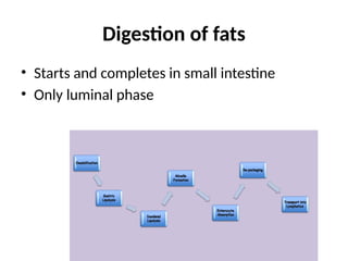 digestion and absorption of proteins and fat | PPTX