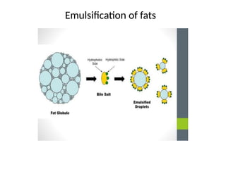 digestion and absorption of proteins and fat | PPTX