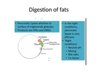 digestion and absorption of proteins and fat | PPTX