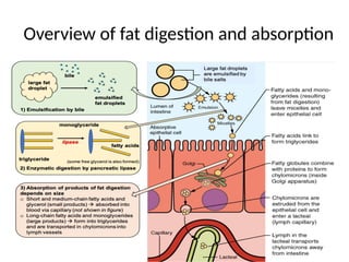 digestion and absorption of proteins and fat | PPT