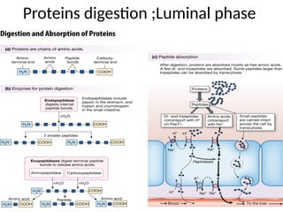 digestion and absorption of proteins and fat | PPTX