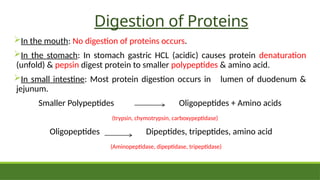 Digestion and Absorption Processes of foods.pptx