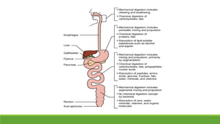 Digestion and Absorption Processes of foods.pptx