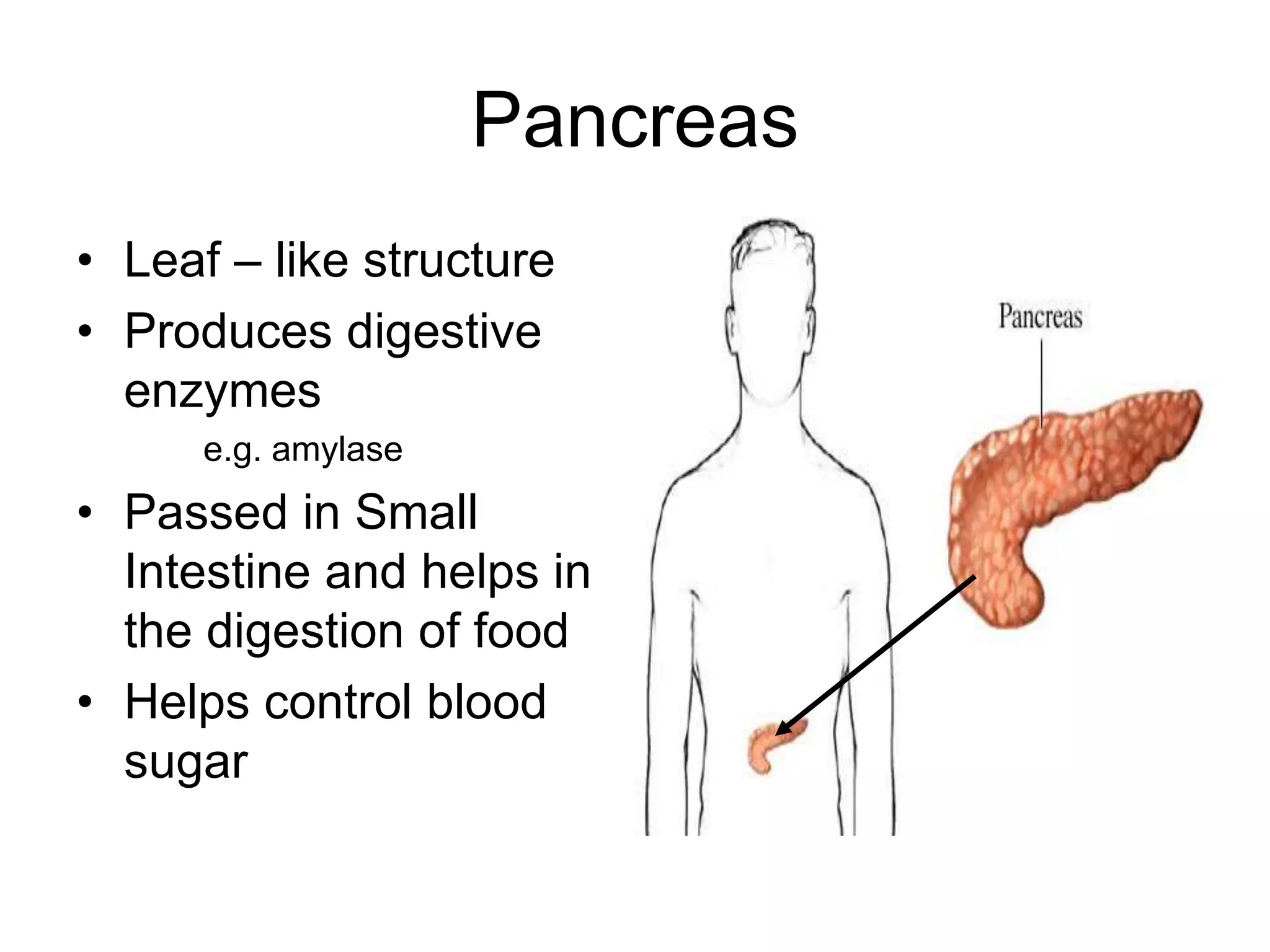 digestion_and_enzymes.ppt