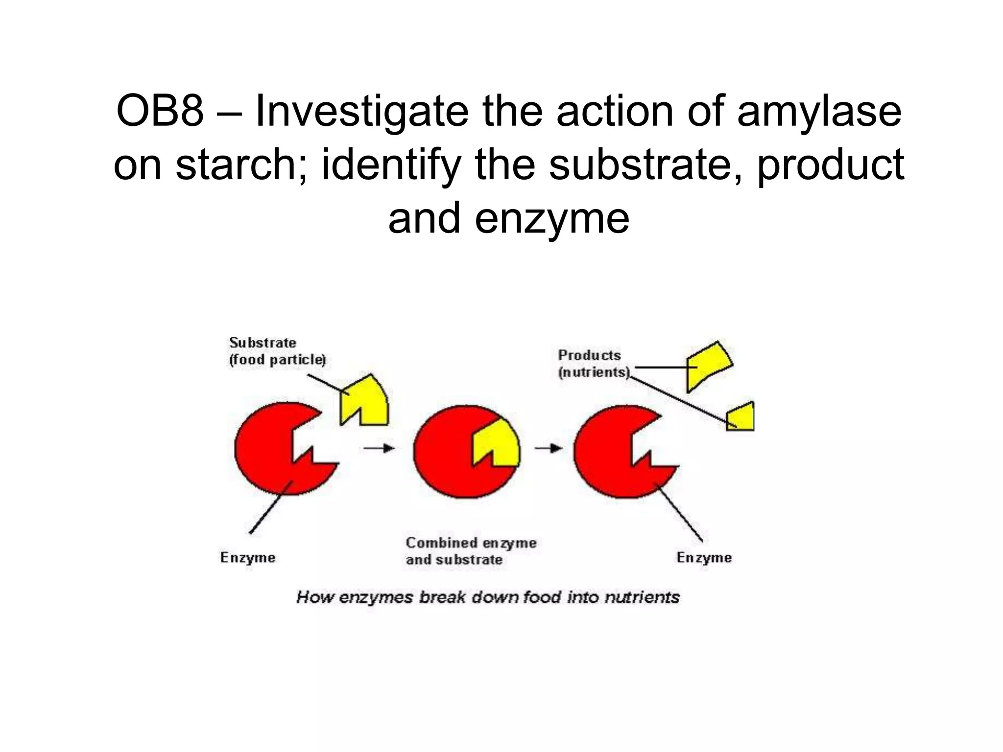 digestion_and_enzymes.ppt