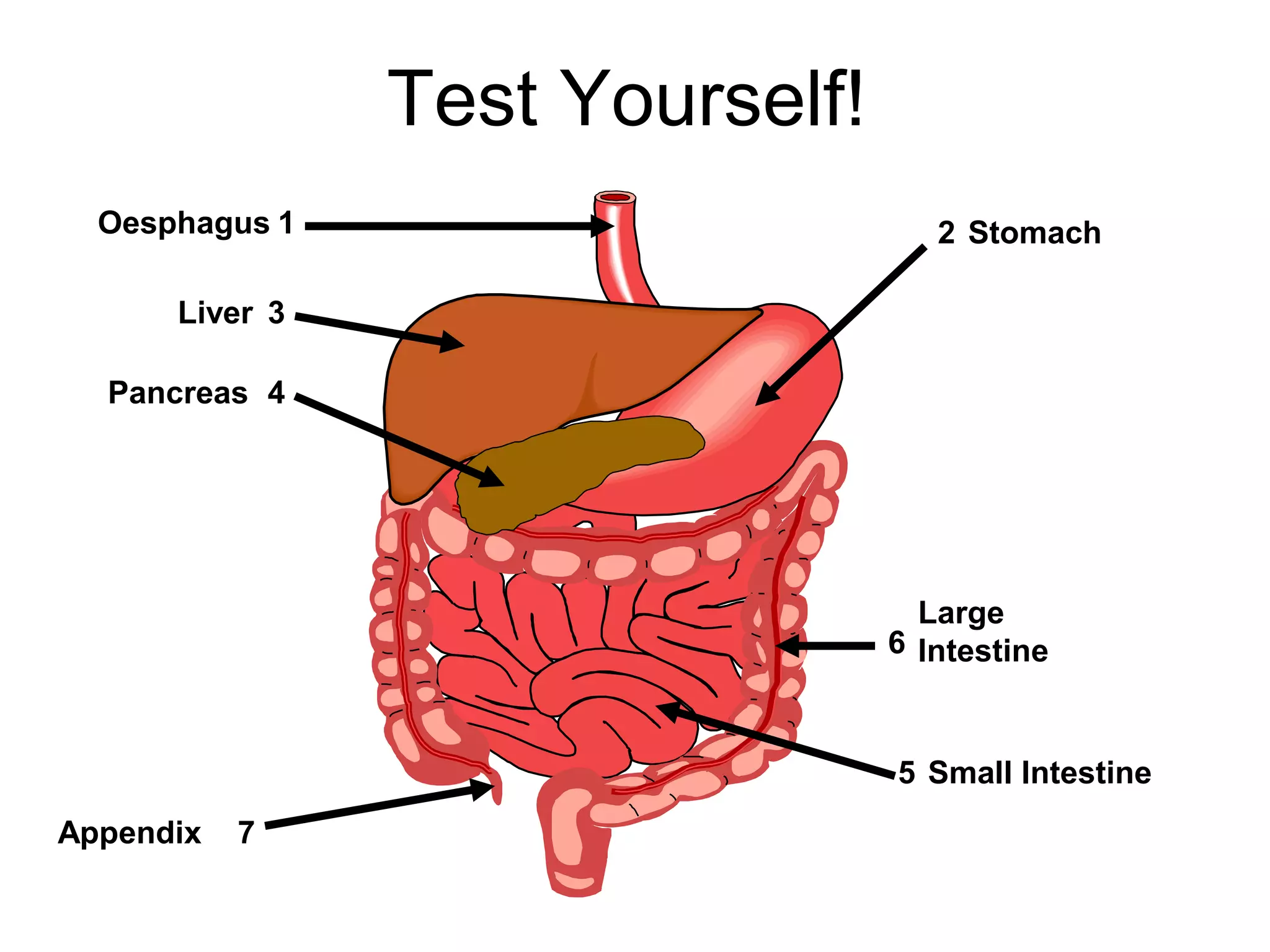digestion_and_enzymes.ppt