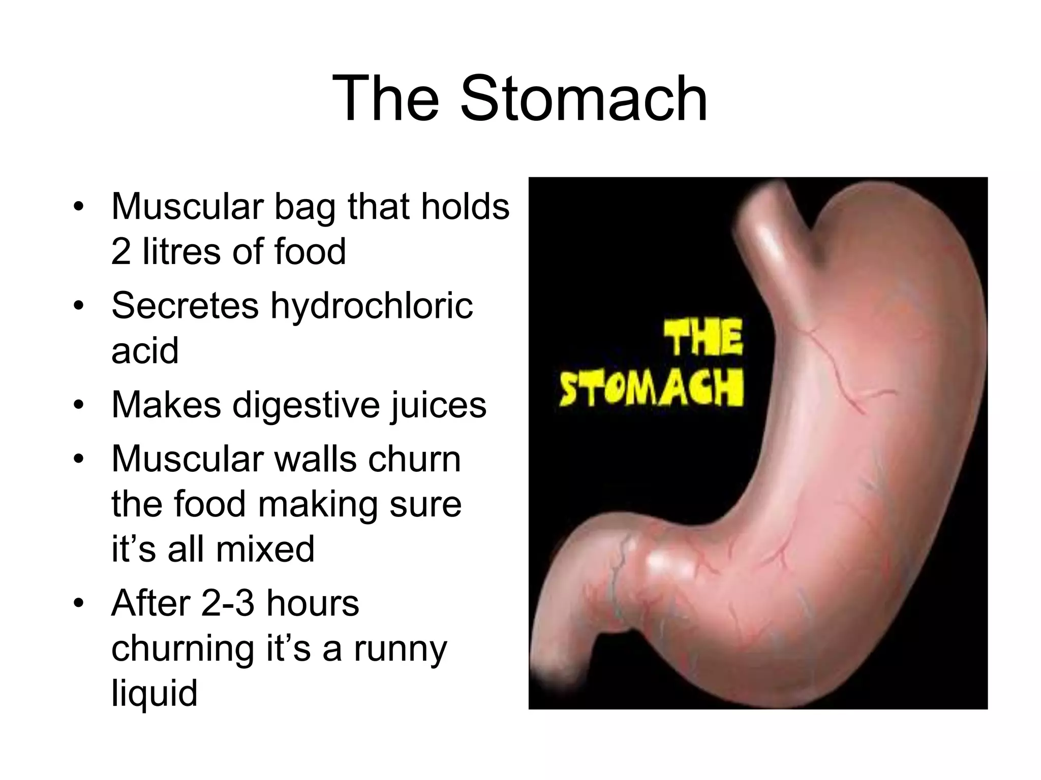 digestion_and_enzymes.ppt