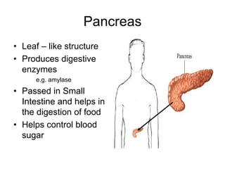 digestion_and_enzymes.ppt