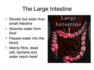 digestion_and_enzymes.ppt
