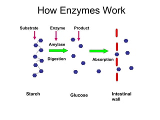 digestion_and_enzymes.ppt