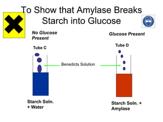 digestion_and_enzymes.ppt