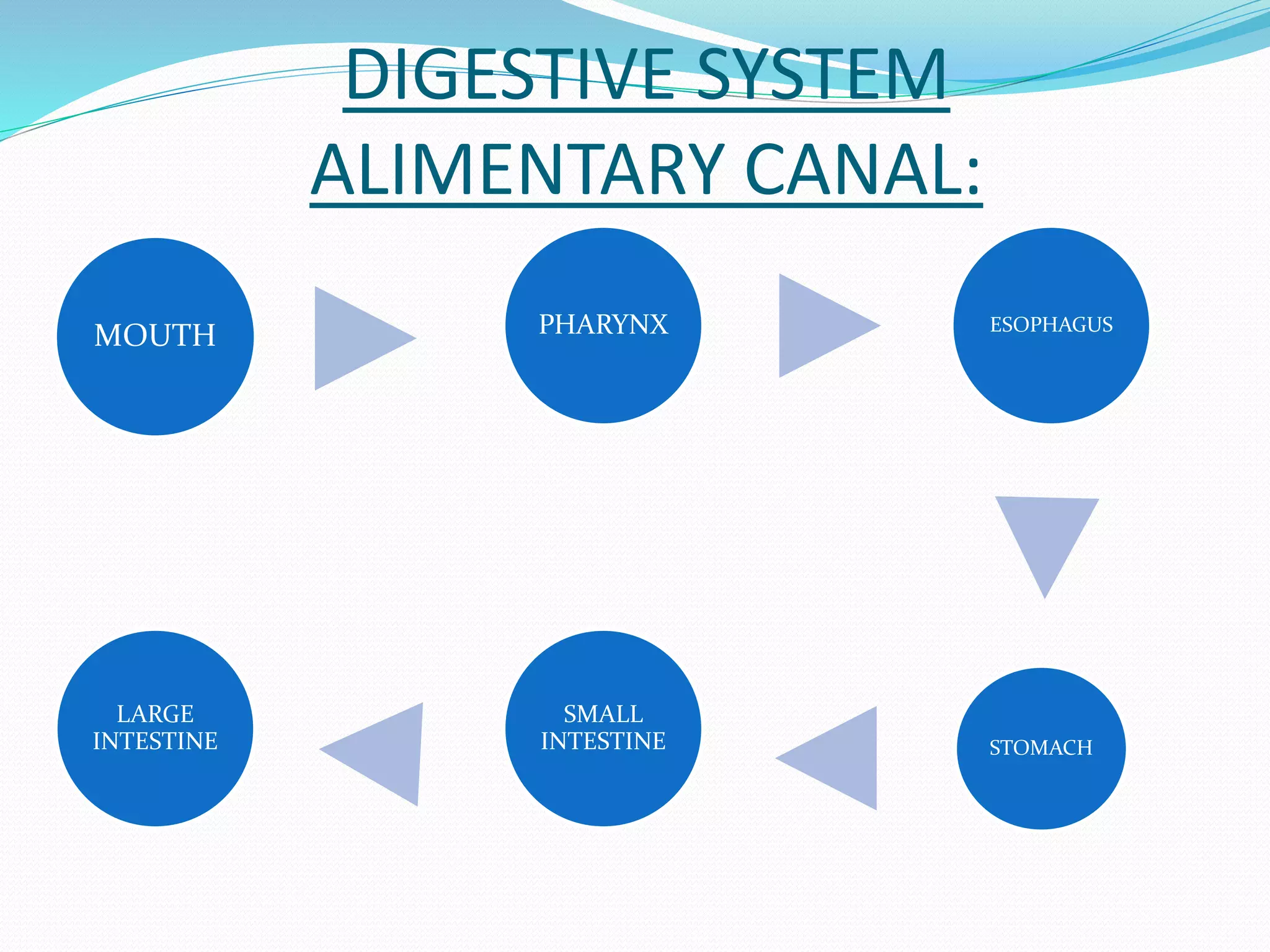 Digestion and respiration | PPTX