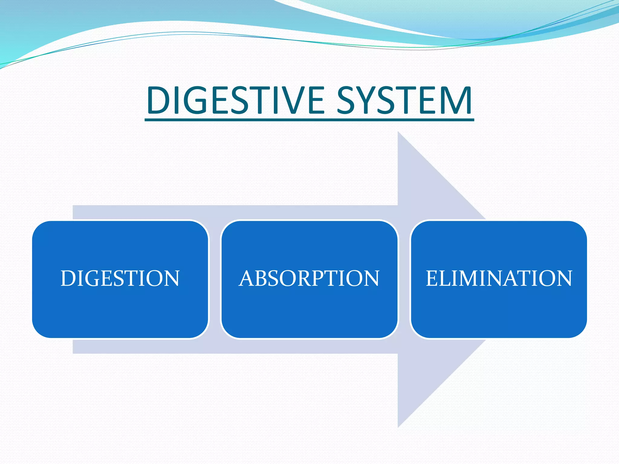 Digestion and respiration | PPTX