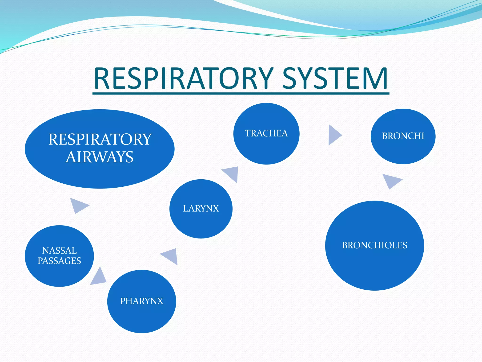 Digestion and respiration | PPTX