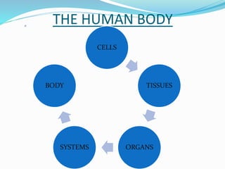 Digestion and respiration | PPTX