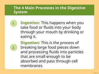 Sistema Digestive cuerpo humano- Aprender del cuerpo | PPT