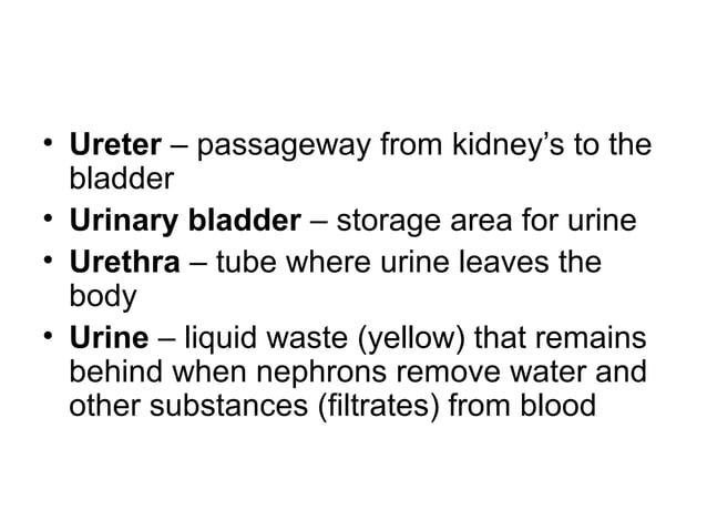 Digestion and urinary | PPT | Chemistry | Science