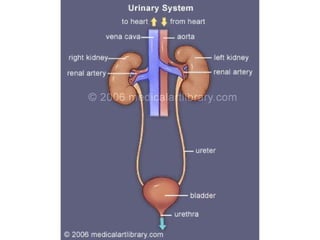 Digestion and urinary | PPT