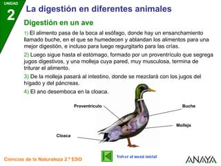 digestion animal (1).ppt
