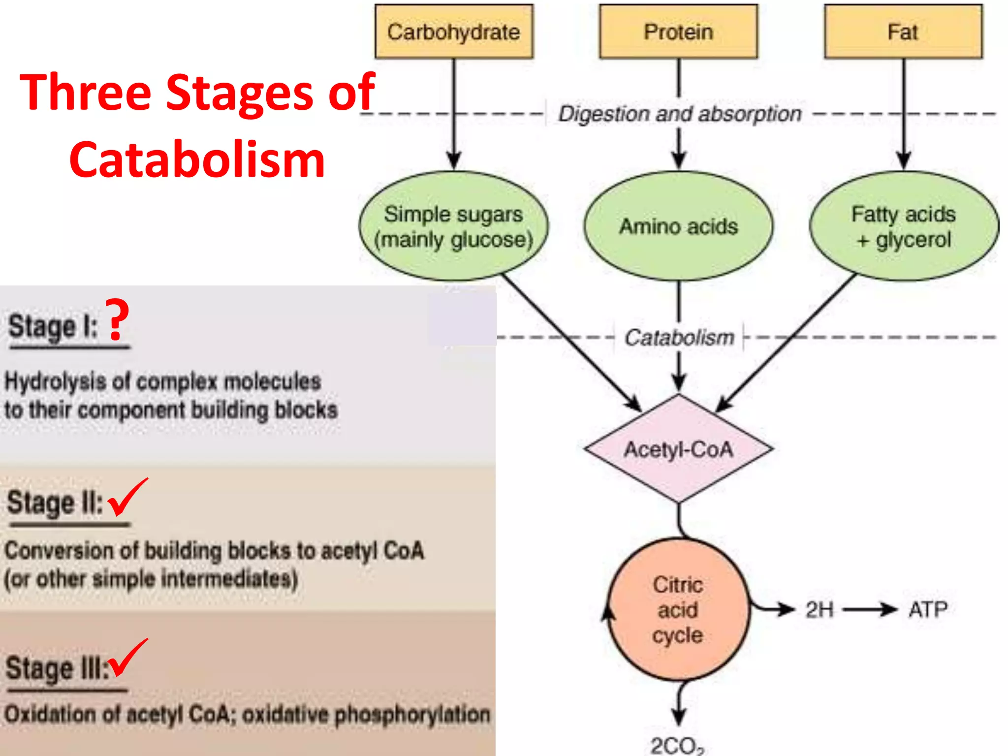 Digestion biochemistry | PPTX