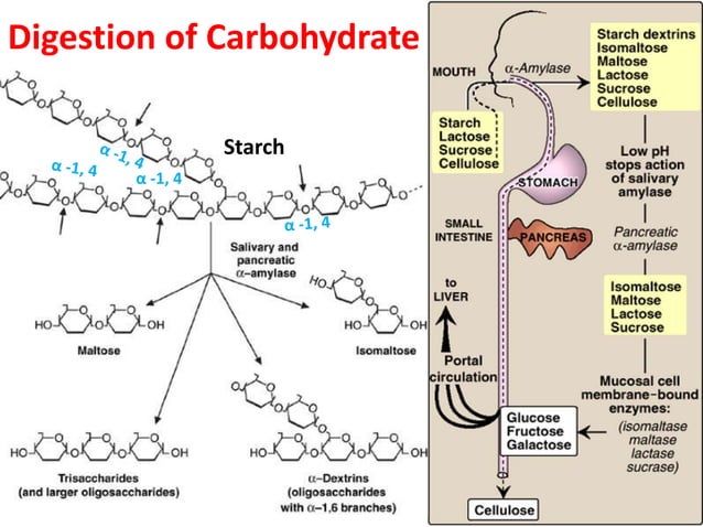 Digestion biochemistry | PPTX