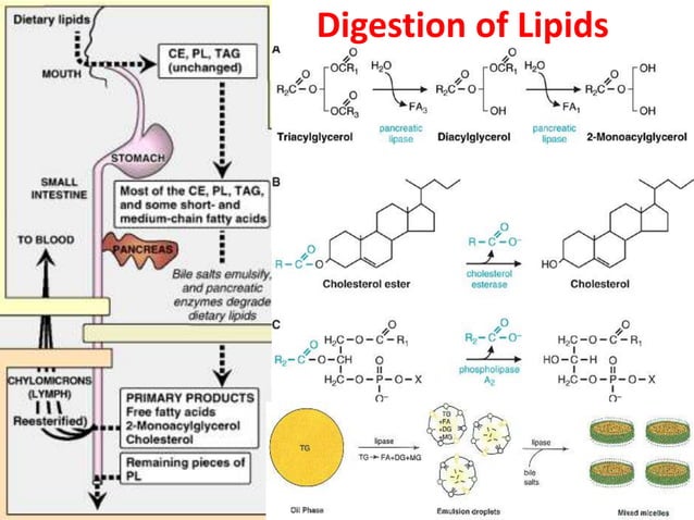 Digestion biochemistry | PPTX