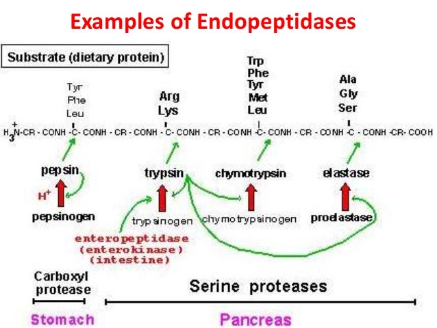 Digestion biochemistry