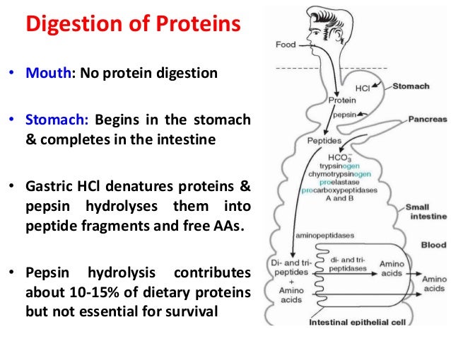 Digestion biochemistry