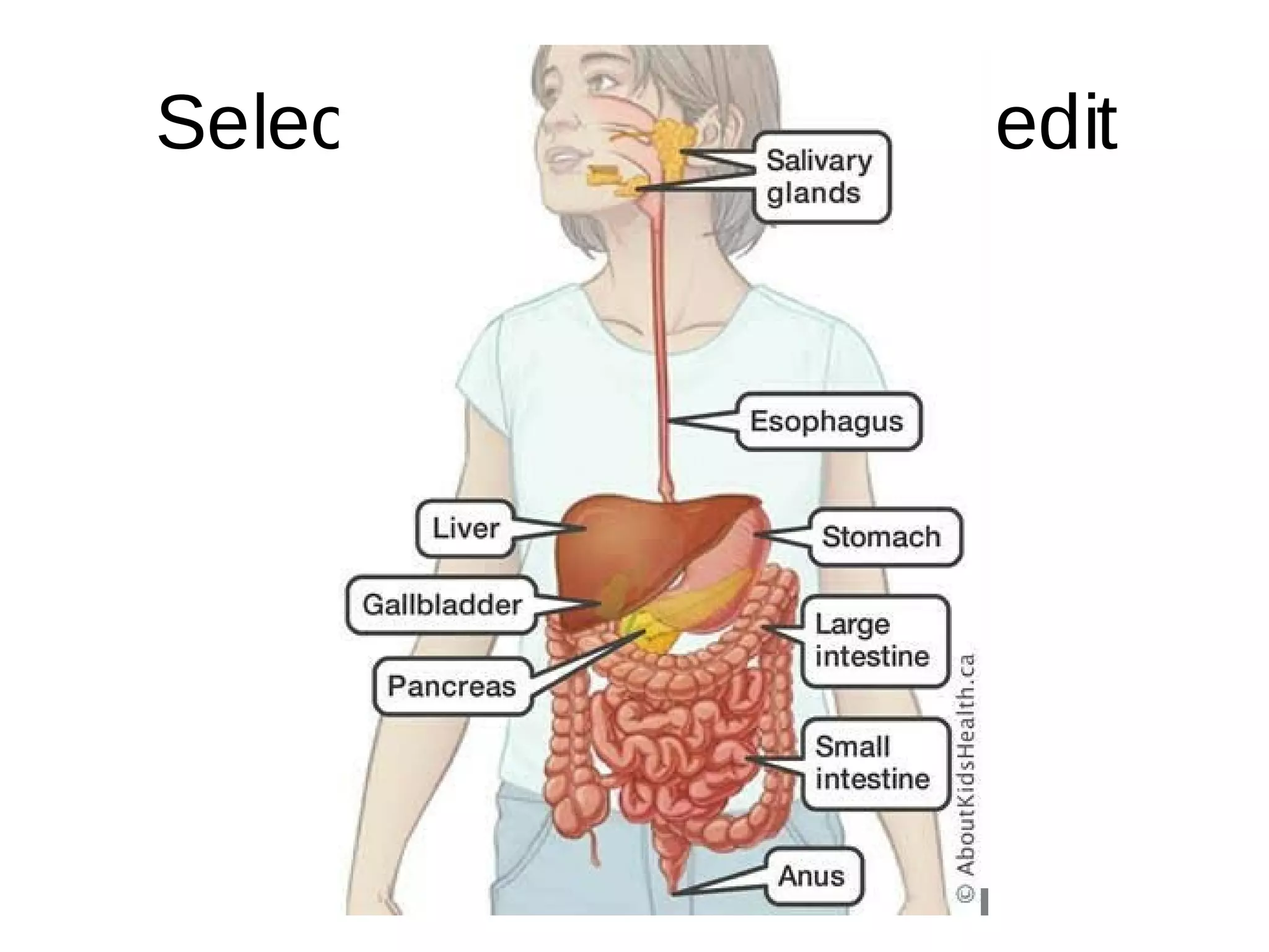 Digestion Biology ppt.pdf