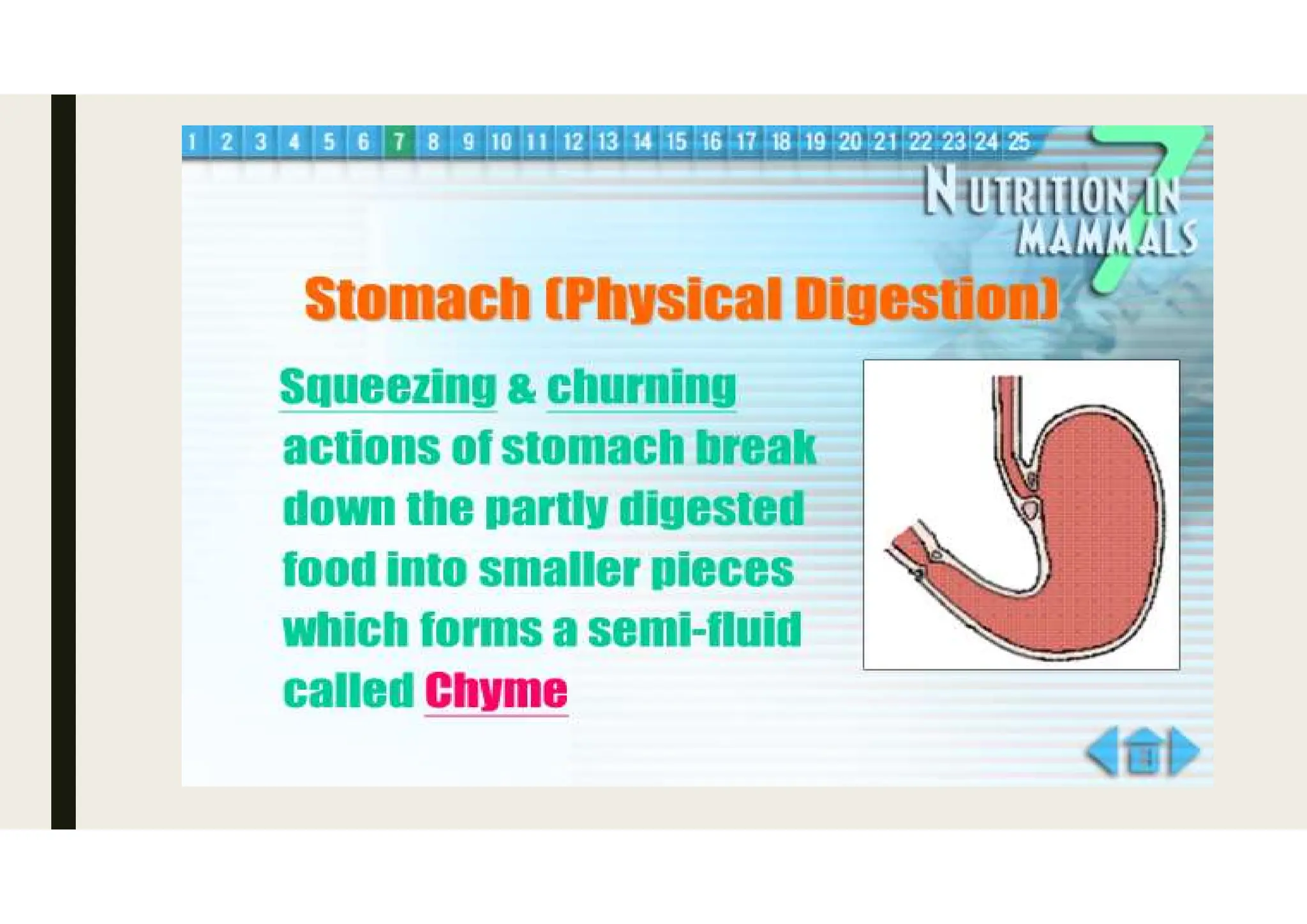 Digestion by R.pdf igcse biology the digestive system | PDF