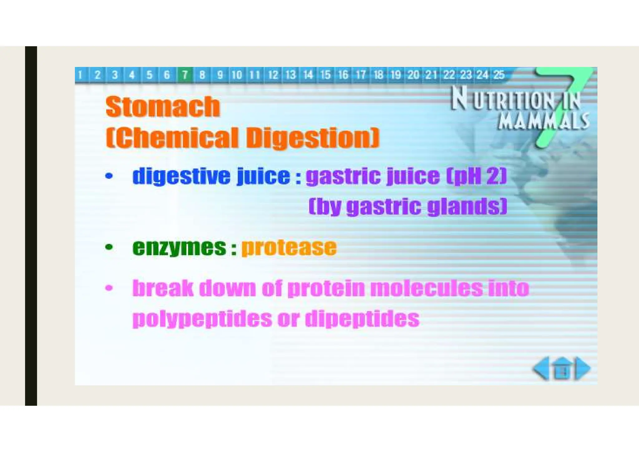 Digestion by R.pdf igcse biology the digestive system | PDF