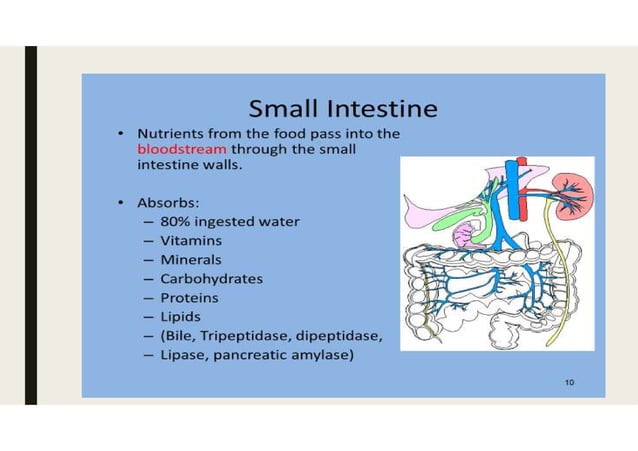 Digestion by R.pdf igcse biology the digestive system | PDF