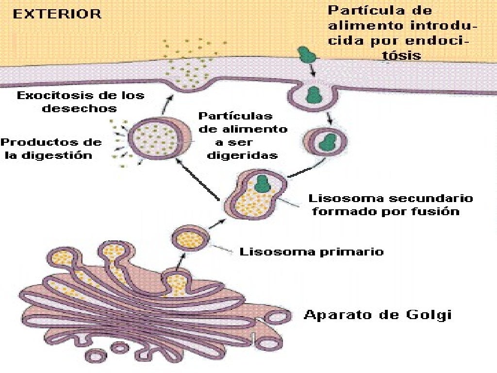 Digestion Celular