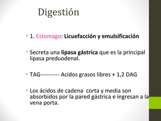 Digestion de nutrientes | PPT