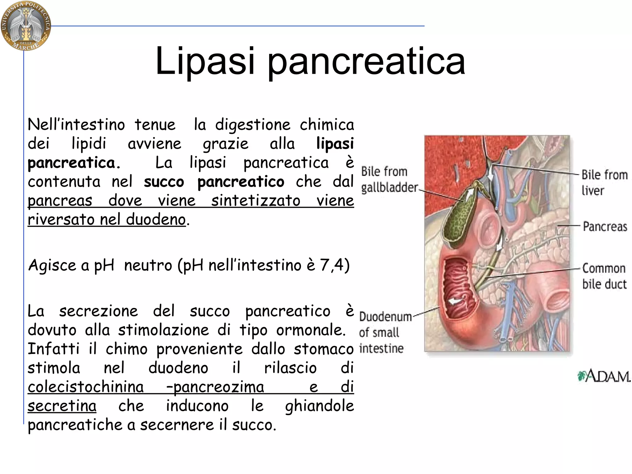 Digestione dei lipidi.Prima parte | PPT