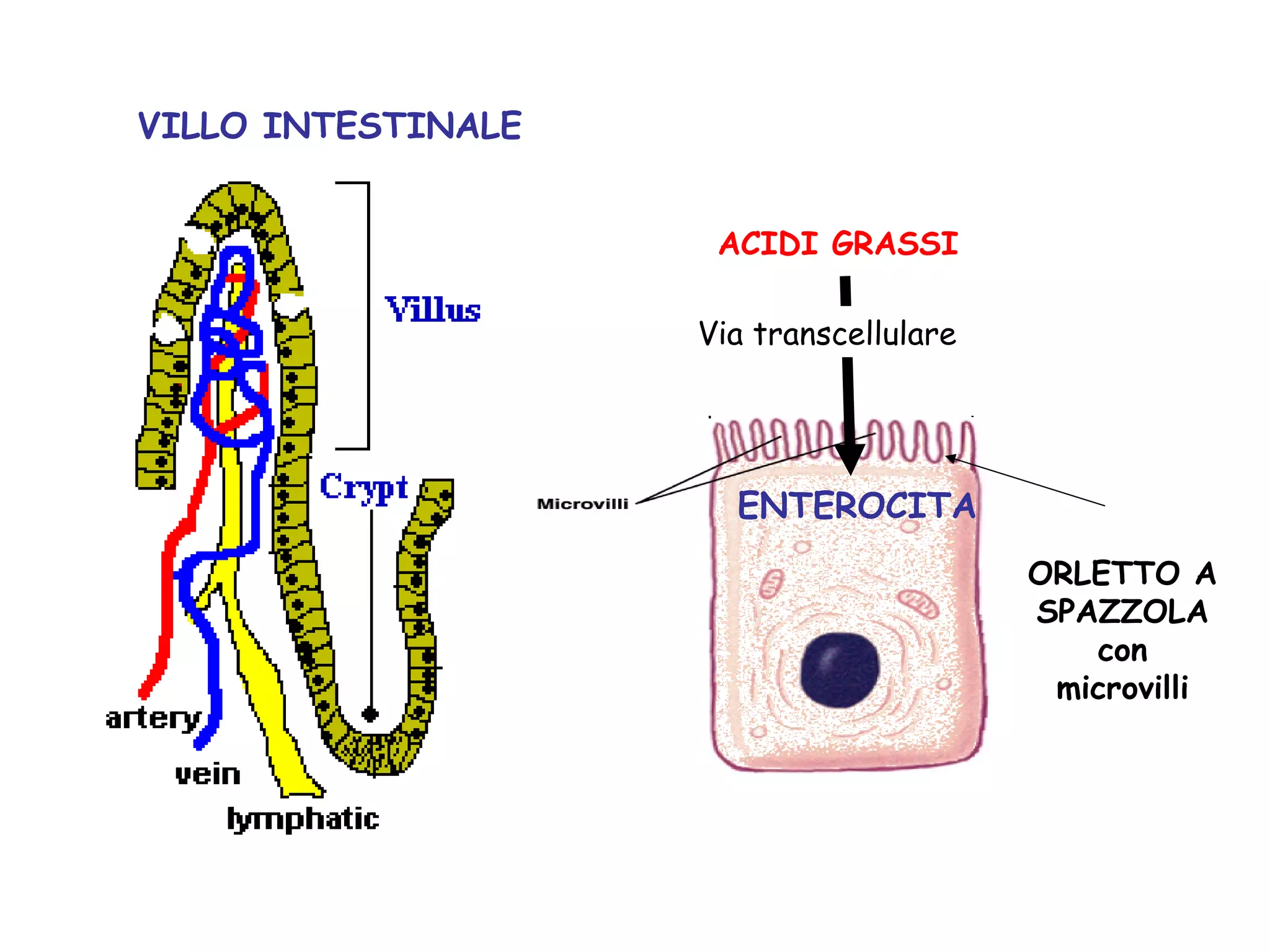 Digestione dei lipidi.Seconda parte | PPT