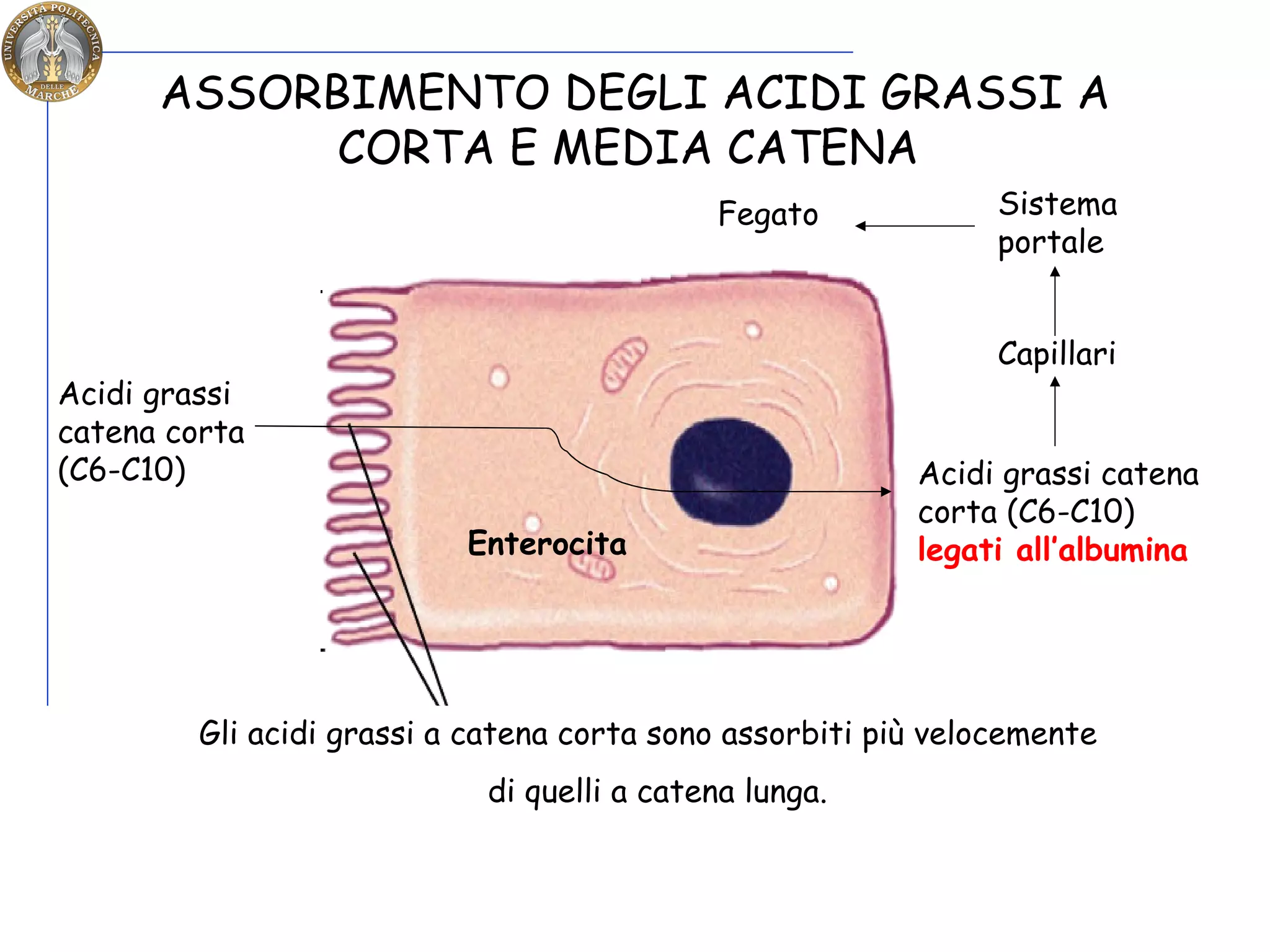 Digestione dei lipidi.Seconda parte | PPT